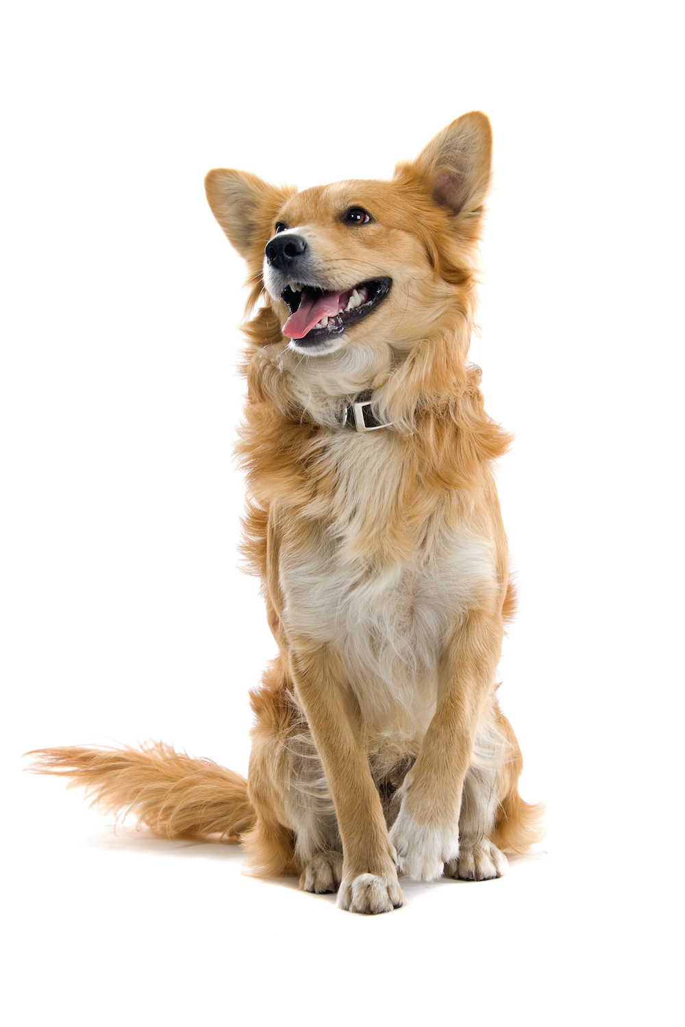 30 Things To Teach Your Dog Online Course 30 Things To Teach Your Dog 30 Things To Teach Your Dog Online Course 30 Things To Teach Your Dog